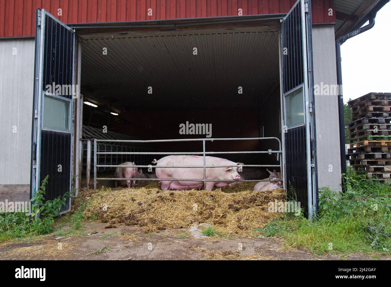 Pigs on a pig farm Stock Photo - Alamy