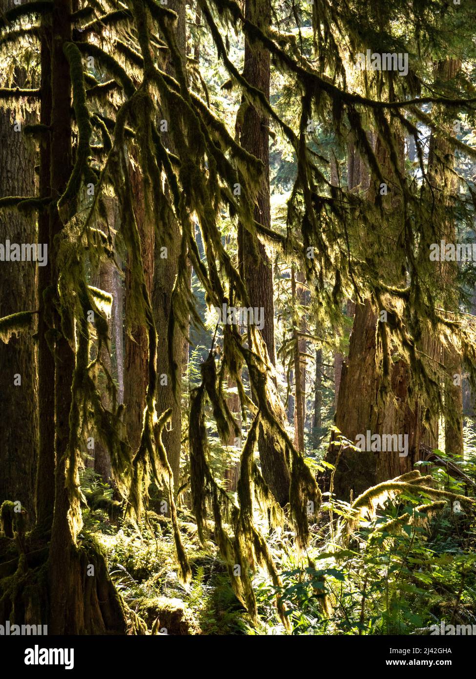 moss covered tree limbs in a Pacific Northwest forest Stock Photo - Alamy