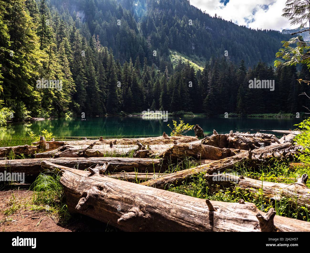 fallen logs near water in Olympic National Park Stock Photo - Alamy