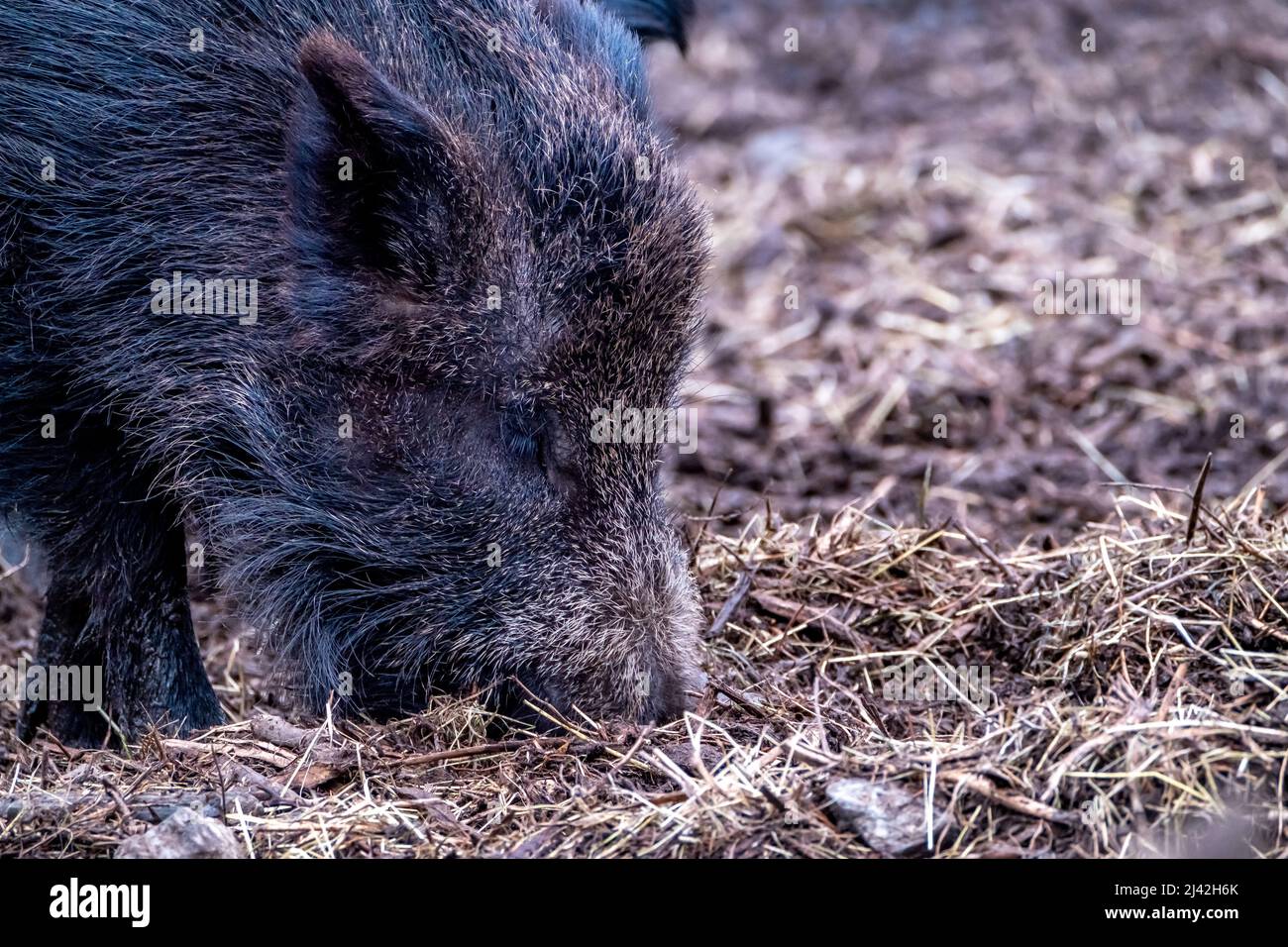 Hungry wild boar grazing hi-res stock photography and images - Alamy