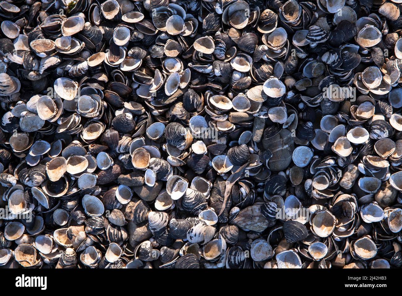 Koerbchenmuscheln hi-res stock photography and images - Alamy
