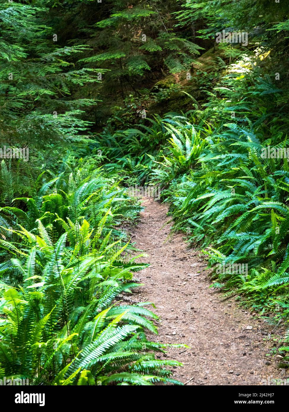 woodland trail through ferns and old growth forest in Olympic National ...