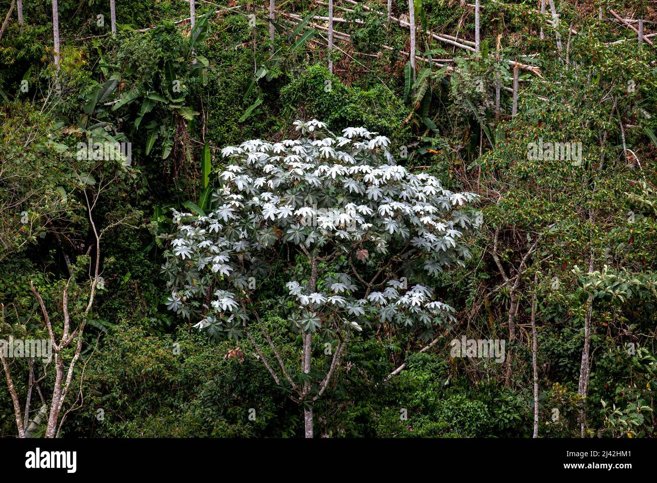 Cecropia peltata a representative tree of the cloudy forest in central ...