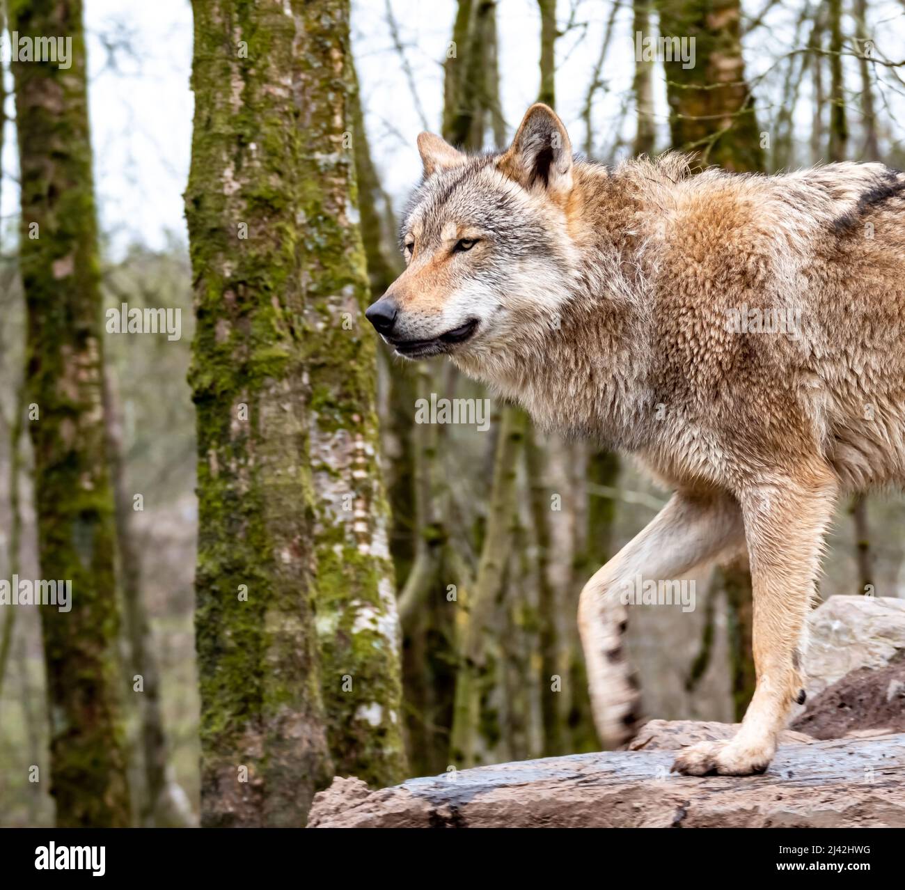 Wolve pack hi-res stock photography and images - Alamy