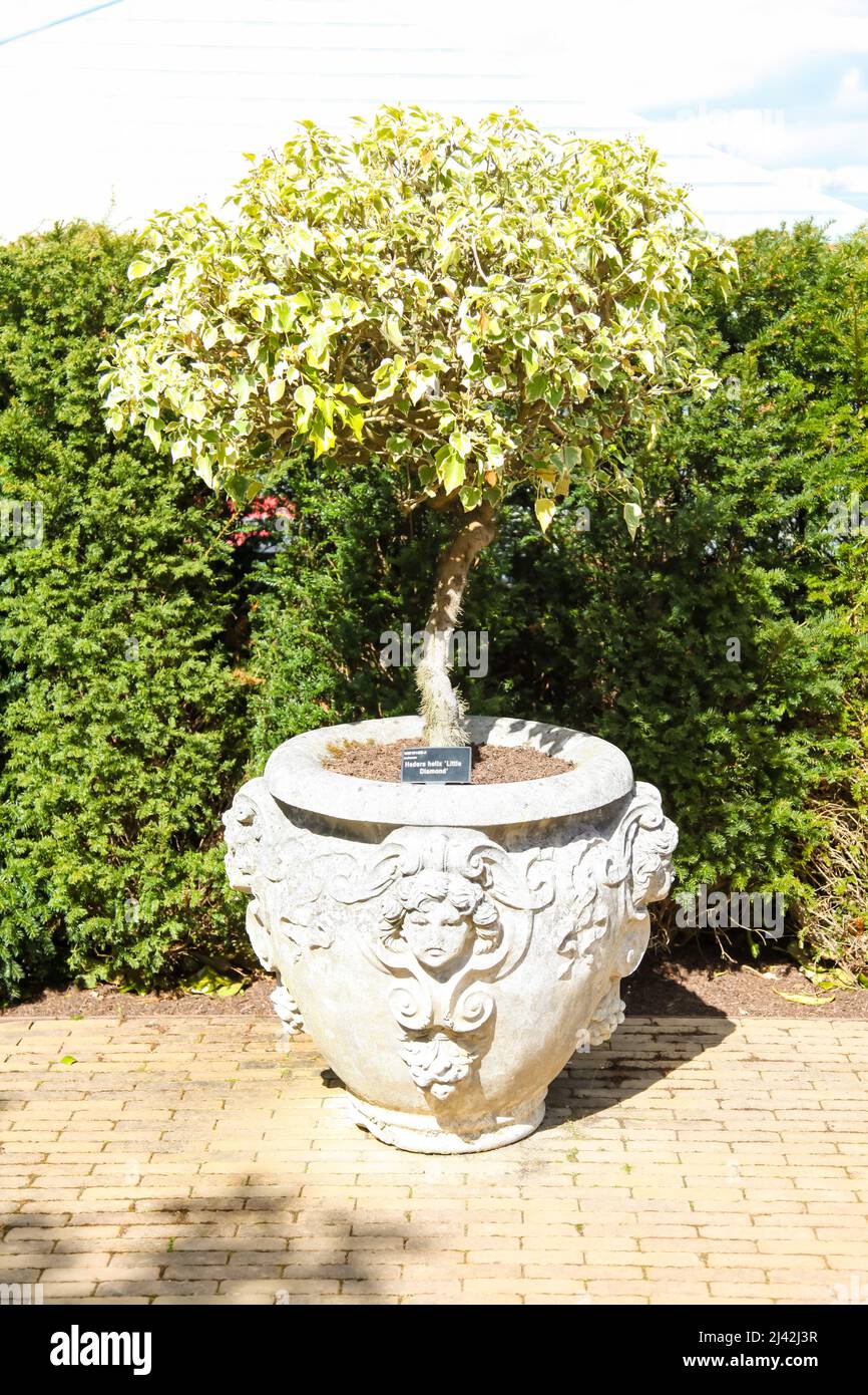 Hedera helix 'Little Diamond' ivy bush in pot at RHS Garden Wisley ...