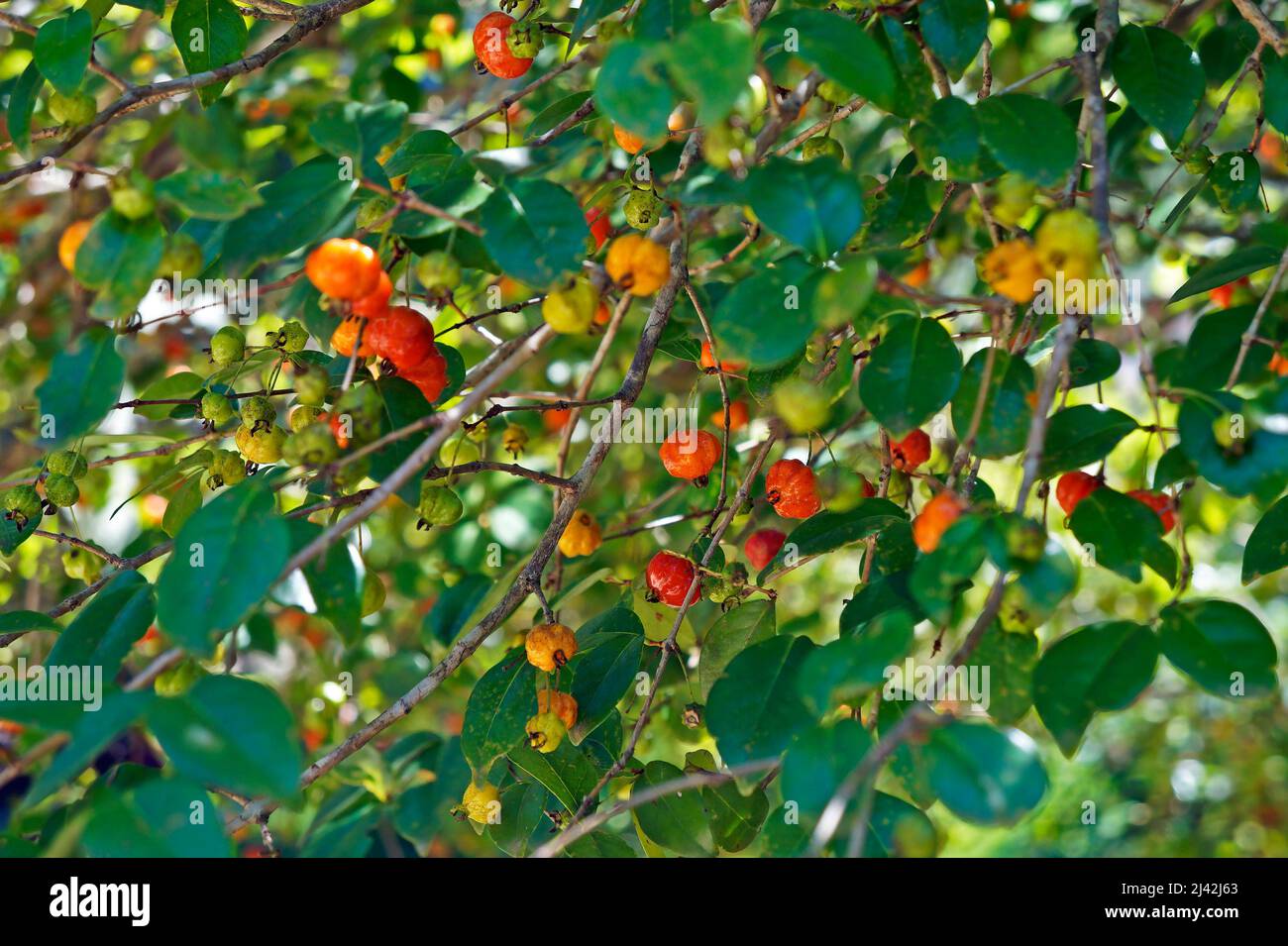 Eugenia tree hi-res stock photography and images - Alamy
