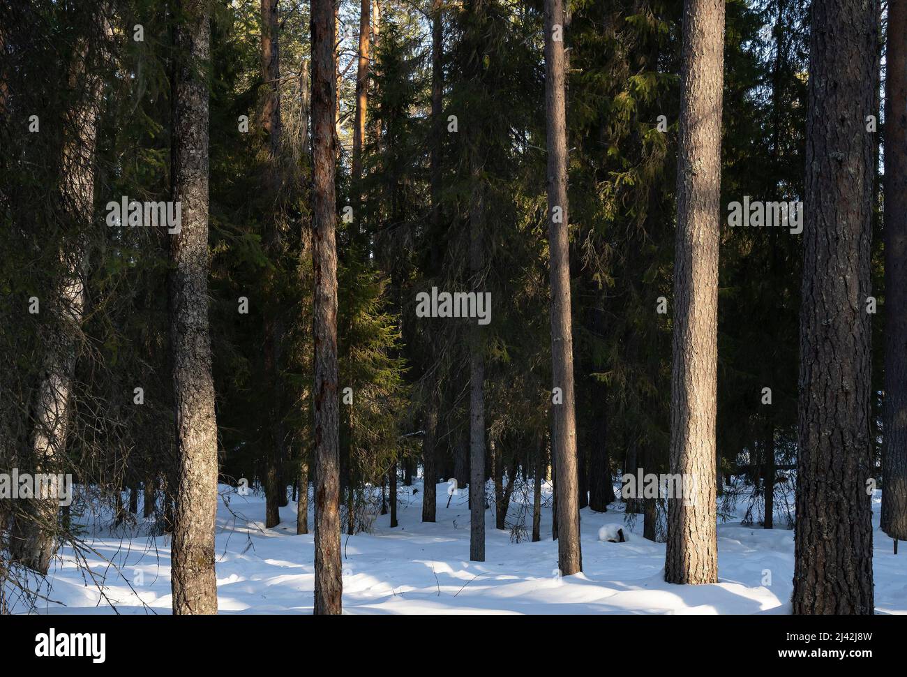 A typical landscape of the taiga coniferous forest on a sunny winter ...