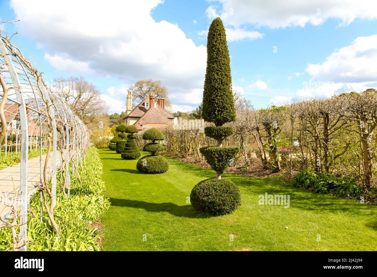 Topiary along Wisteria Walk at RHS Garden Wisley, Surrey, England, UK ...