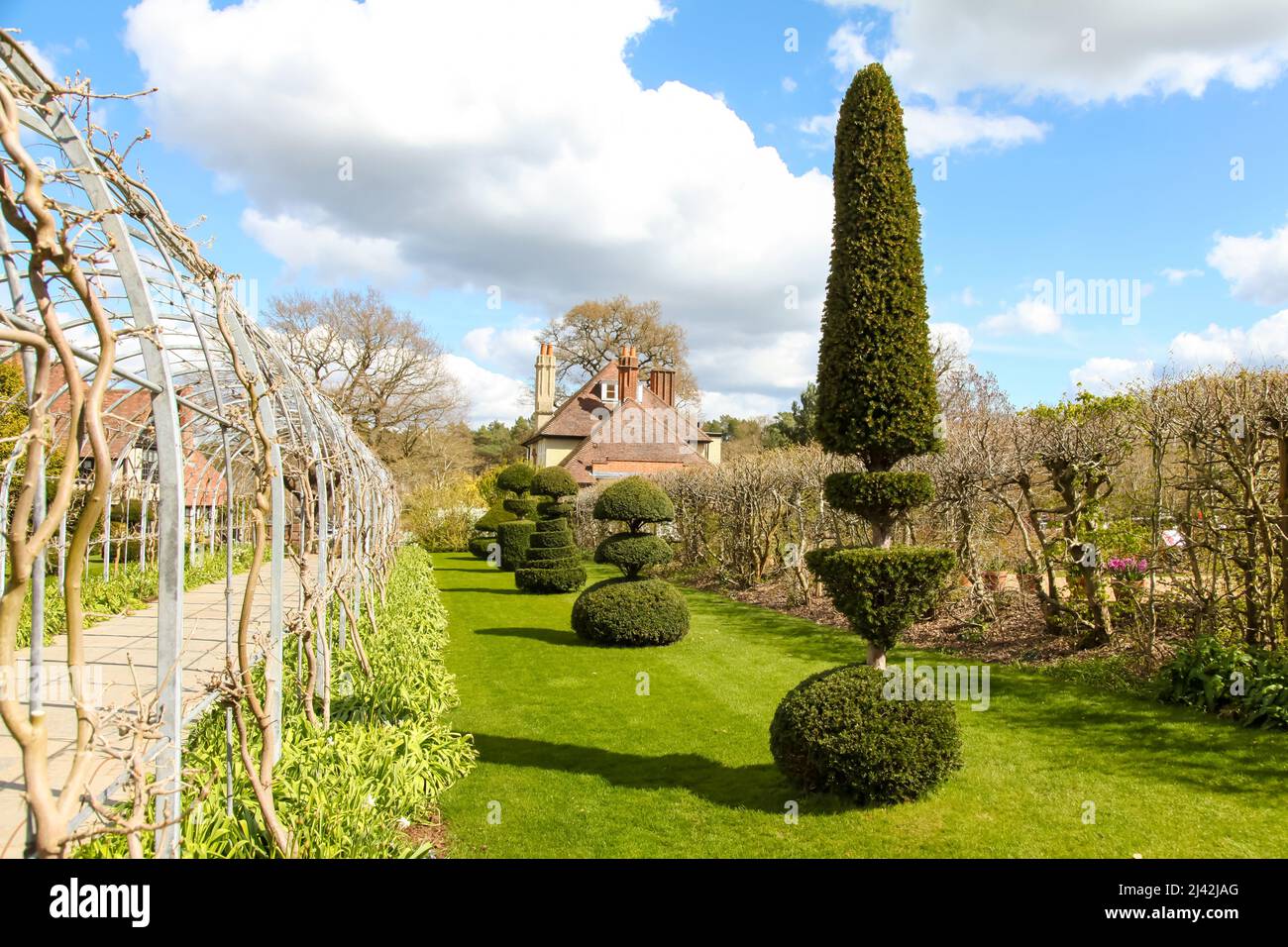 Topiary along Wisteria Walk at RHS Garden Wisley, Surrey, England, UK ...