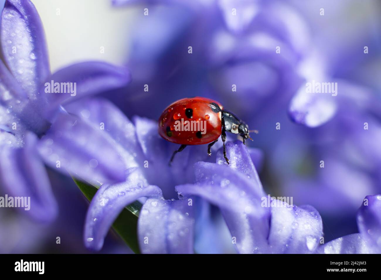 Closeup photography of ladybug on violet petal.Springtime concept Stock ...
