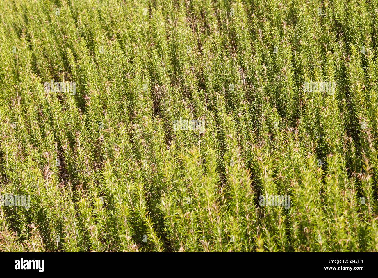 Blanket of Rosemary (Salvia rosmarinus) herb plant at RHS Garden Wisley ...