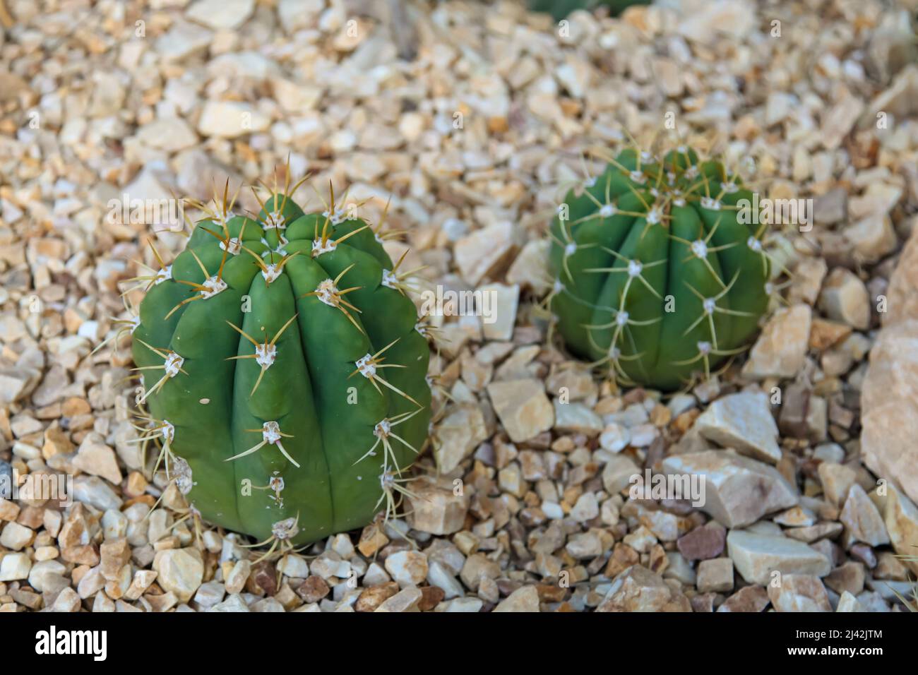 Echinopsis terschekii hi-res stock photography and images - Alamy