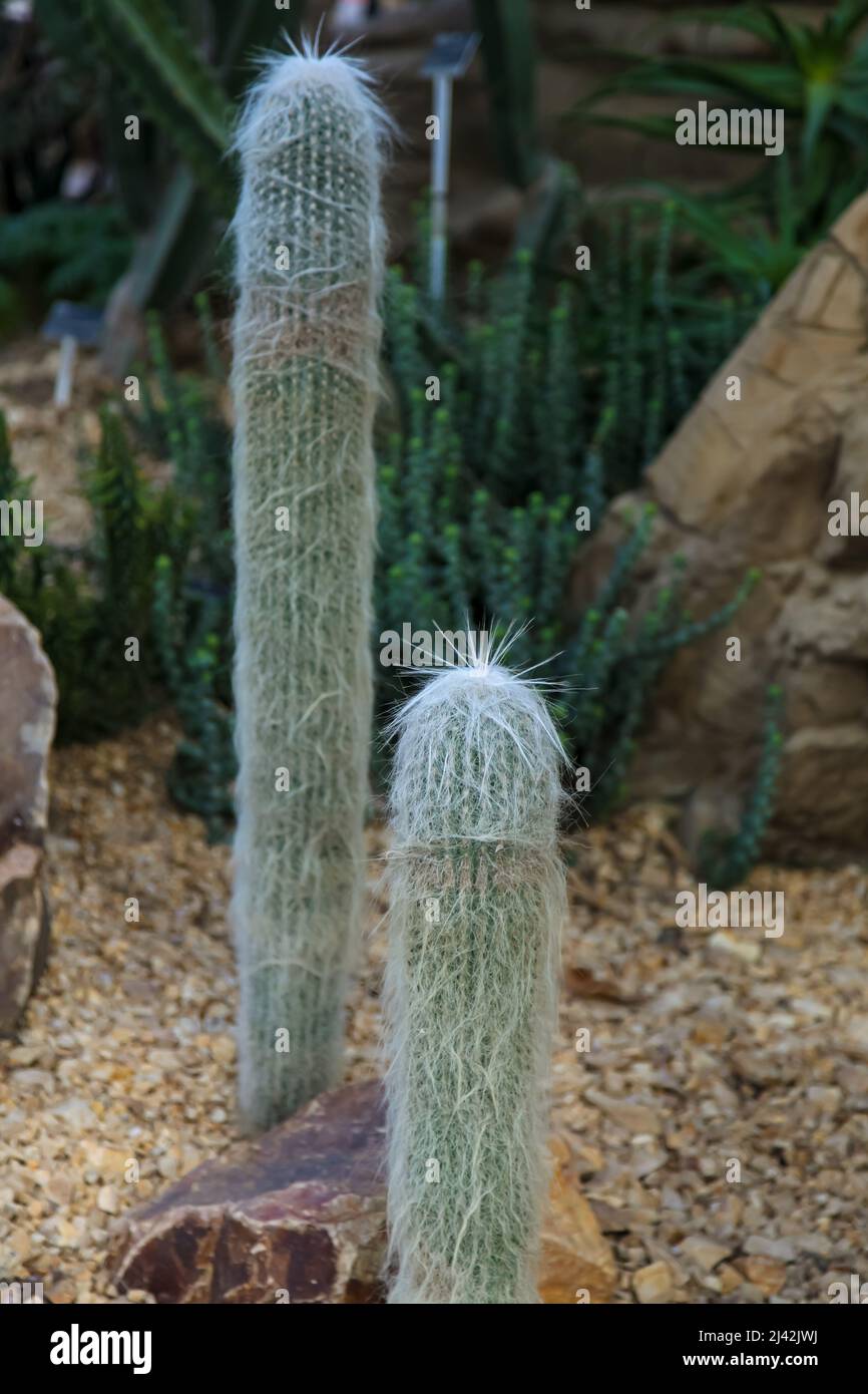 Cephalocereus senilis, The old man cactus, RHS Garden Wisley, Glass ...