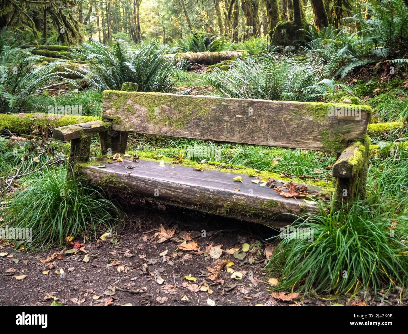 handmake wooden bench made from tree logs for hikers to rest and enjoy ...