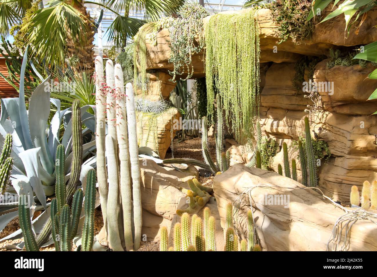 Cactus garden Cacti growing at RHS Garden Wisley, Glass House, Surrey ...