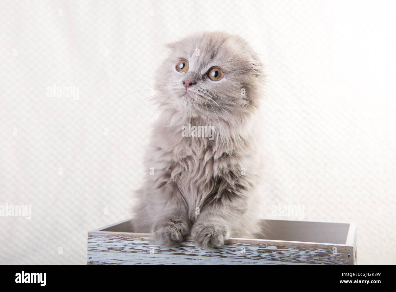 Scottish fold Highland fold kitten cat is sitting in box Stock Photo ...