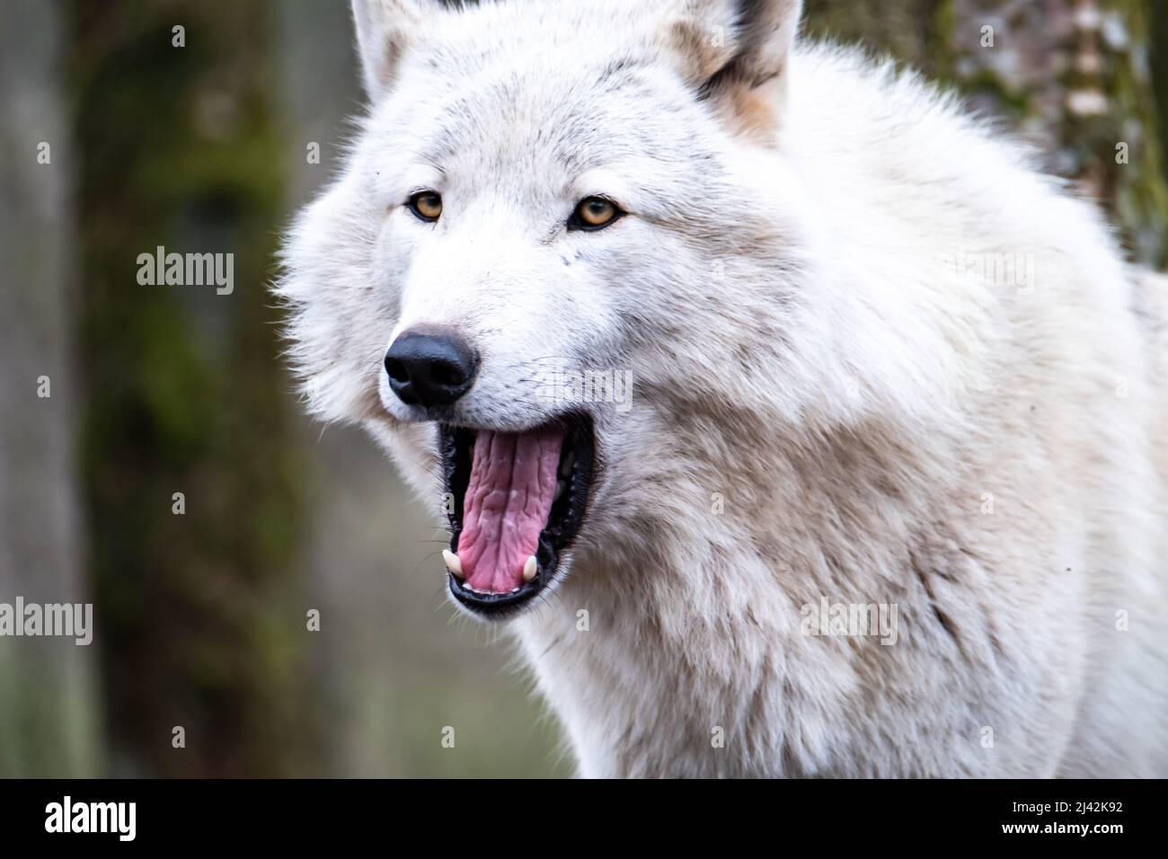 Wolve pack hi-res stock photography and images - Alamy