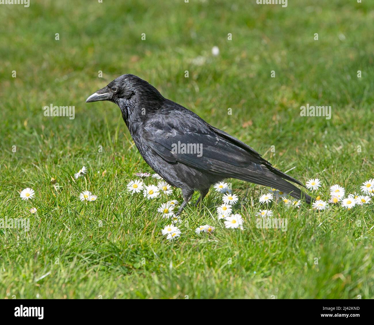 Carrion Crow, Corvus Corone Corone Stock Photo - Alamy