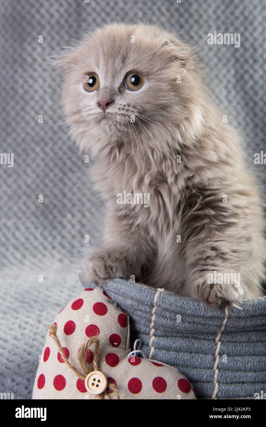 Scottish fold Highland fold kitten gray fluffy cat Stock Photo - Alamy