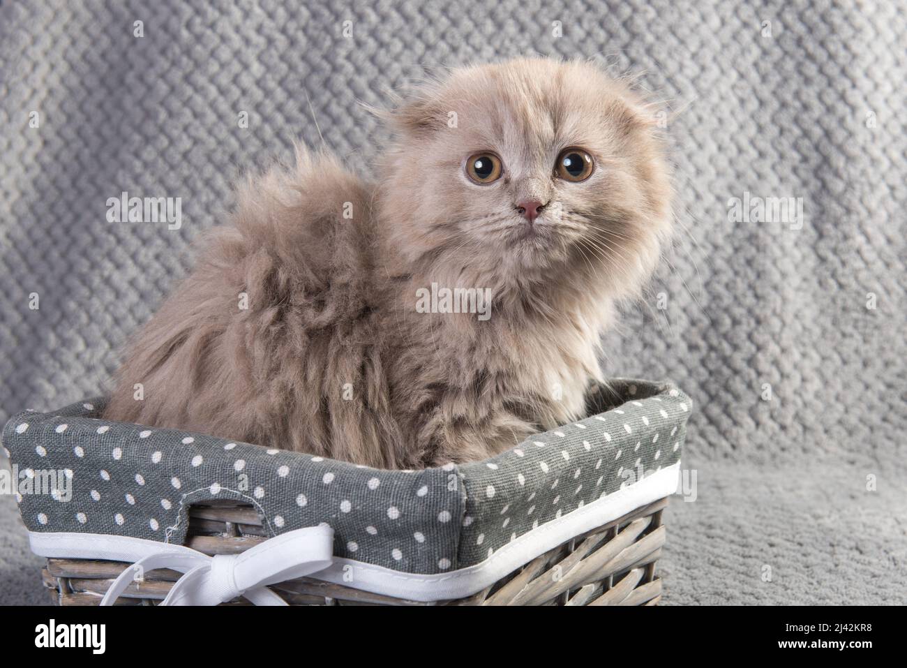 Scottish fold Highland fold kitten gray fluffy cat Stock Photo - Alamy
