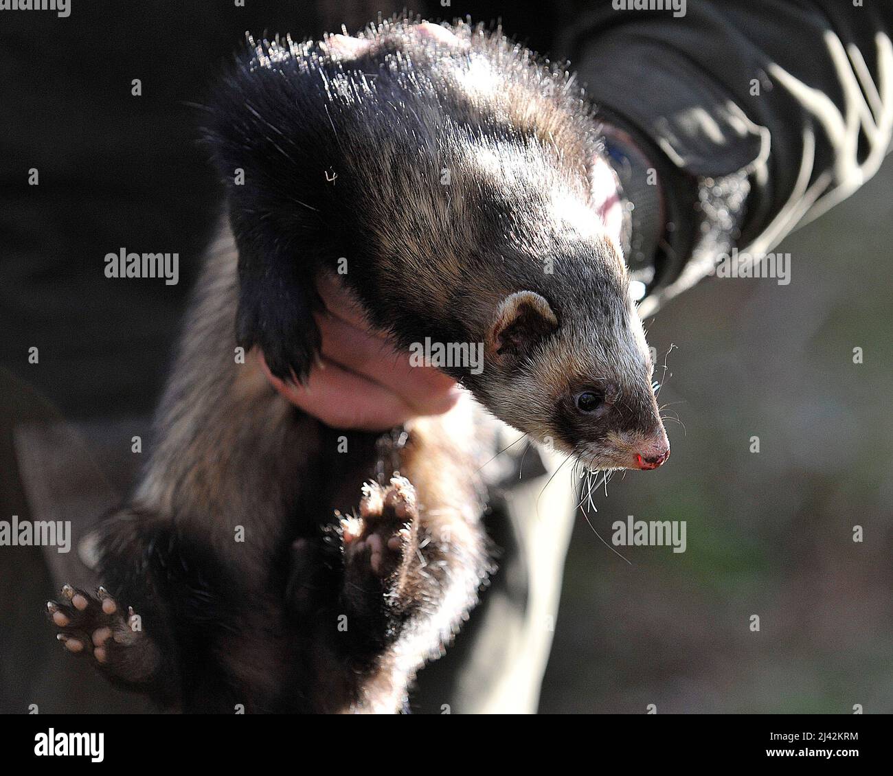Man with ferret hi-res stock photography and images - Alamy