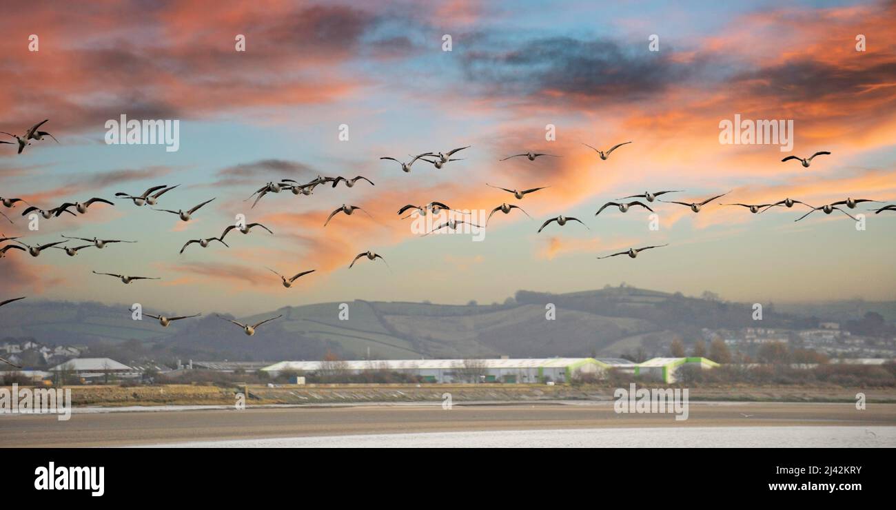 flock of gesse over the River Torridge, sunrise, Devon Stock Photo - Alamy