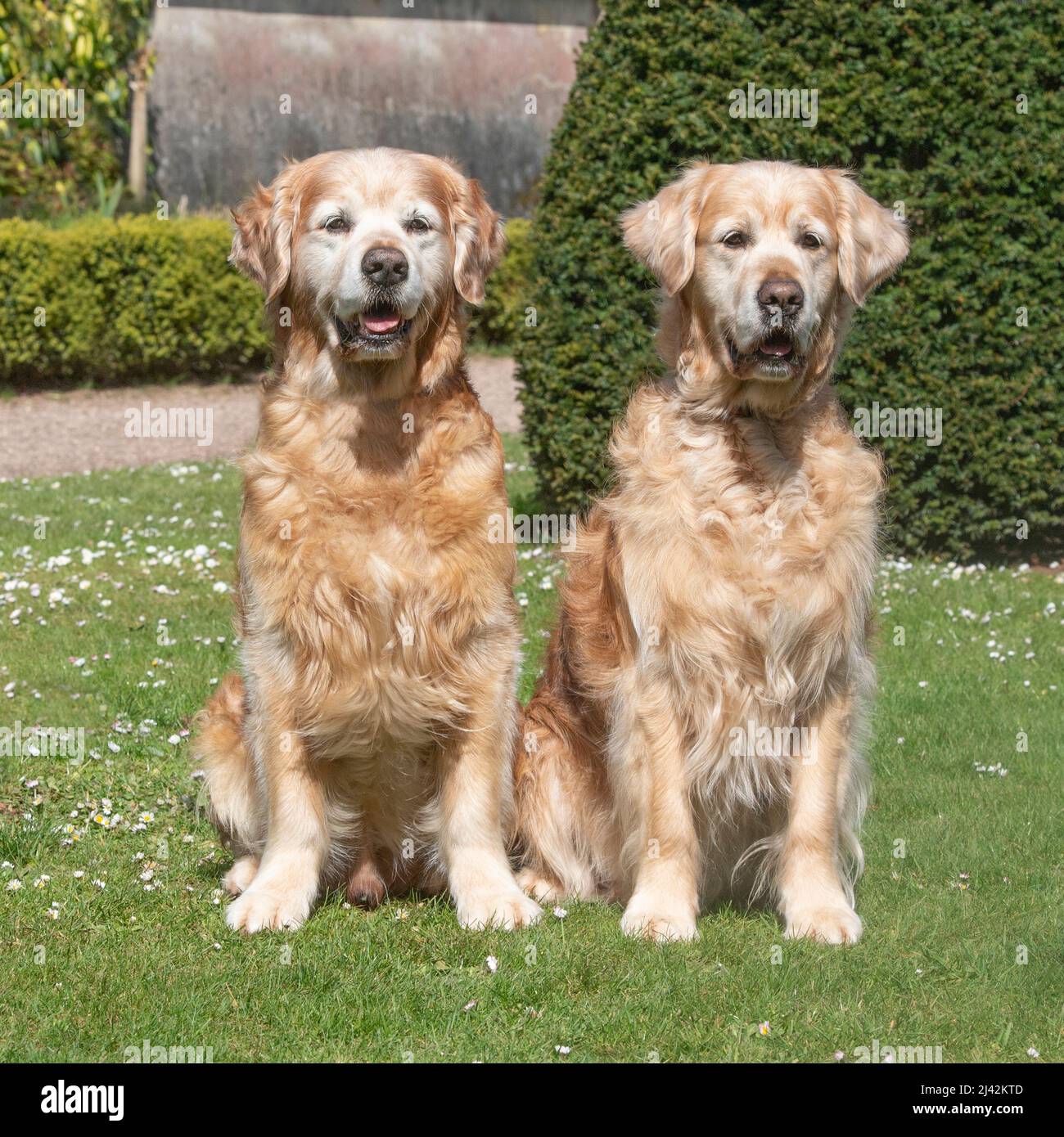 Two golden retrievers Stock Photo - Alamy
