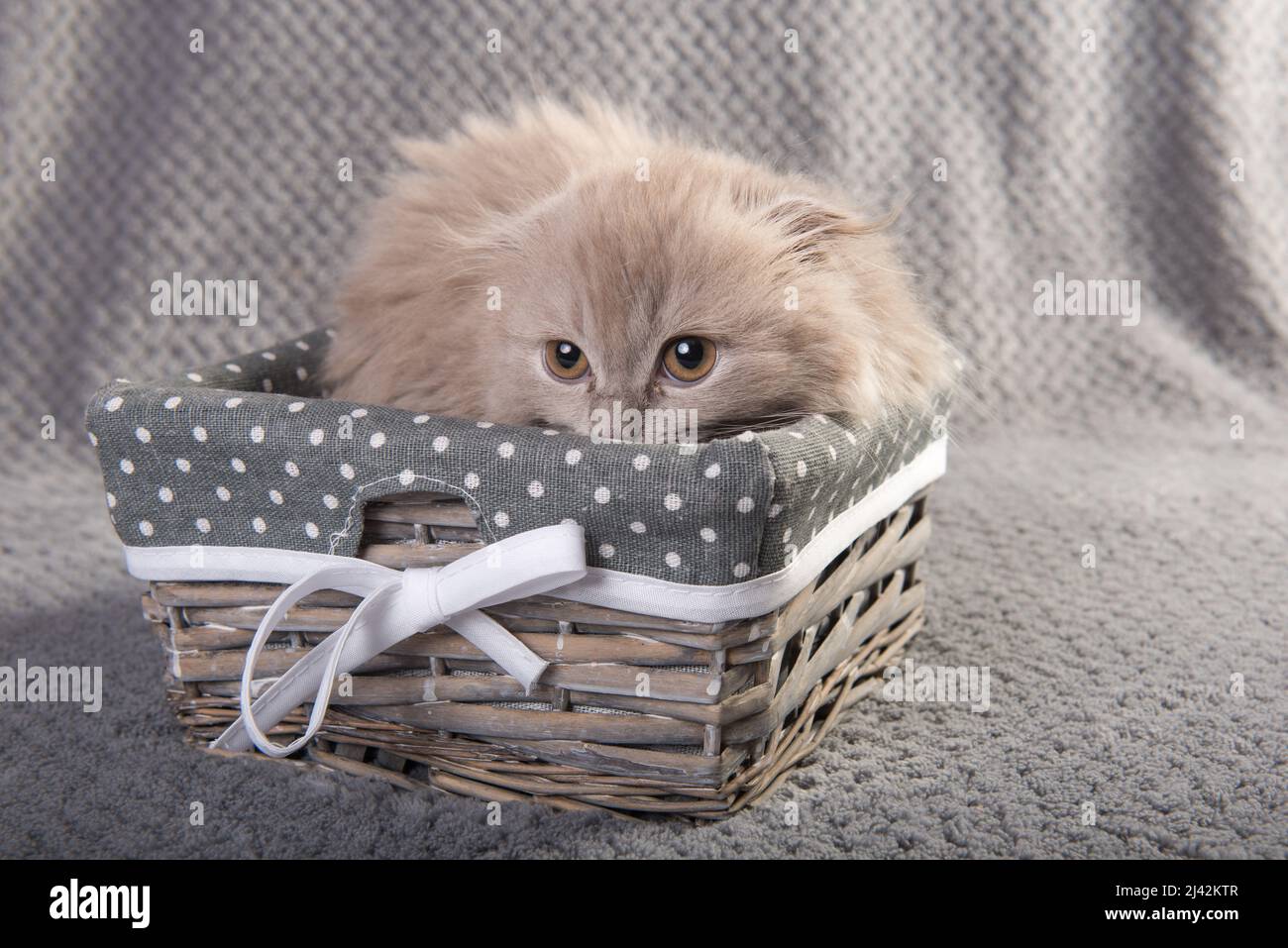 Scottish fold Highland fold kitten gray fluffy cat Stock Photo - Alamy