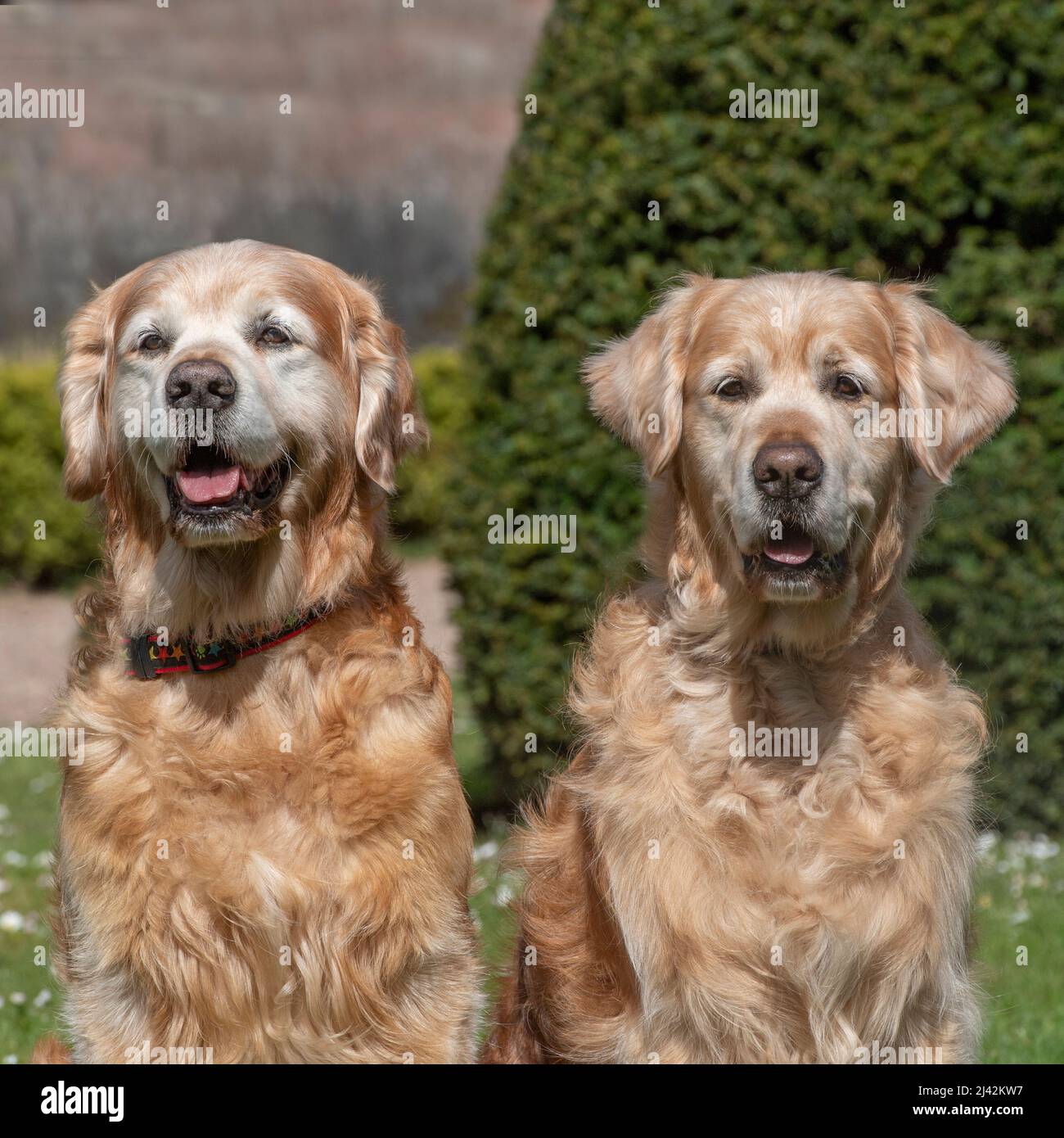 Two golden retrievers Stock Photo - Alamy