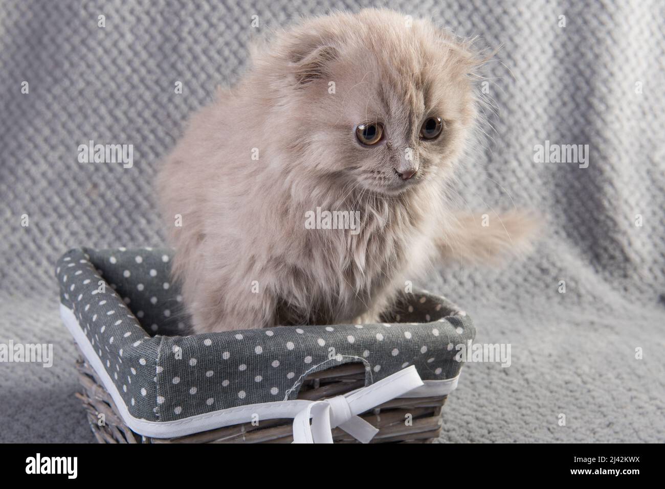Scottish fold Highland fold kitten gray fluffy cat Stock Photo - Alamy