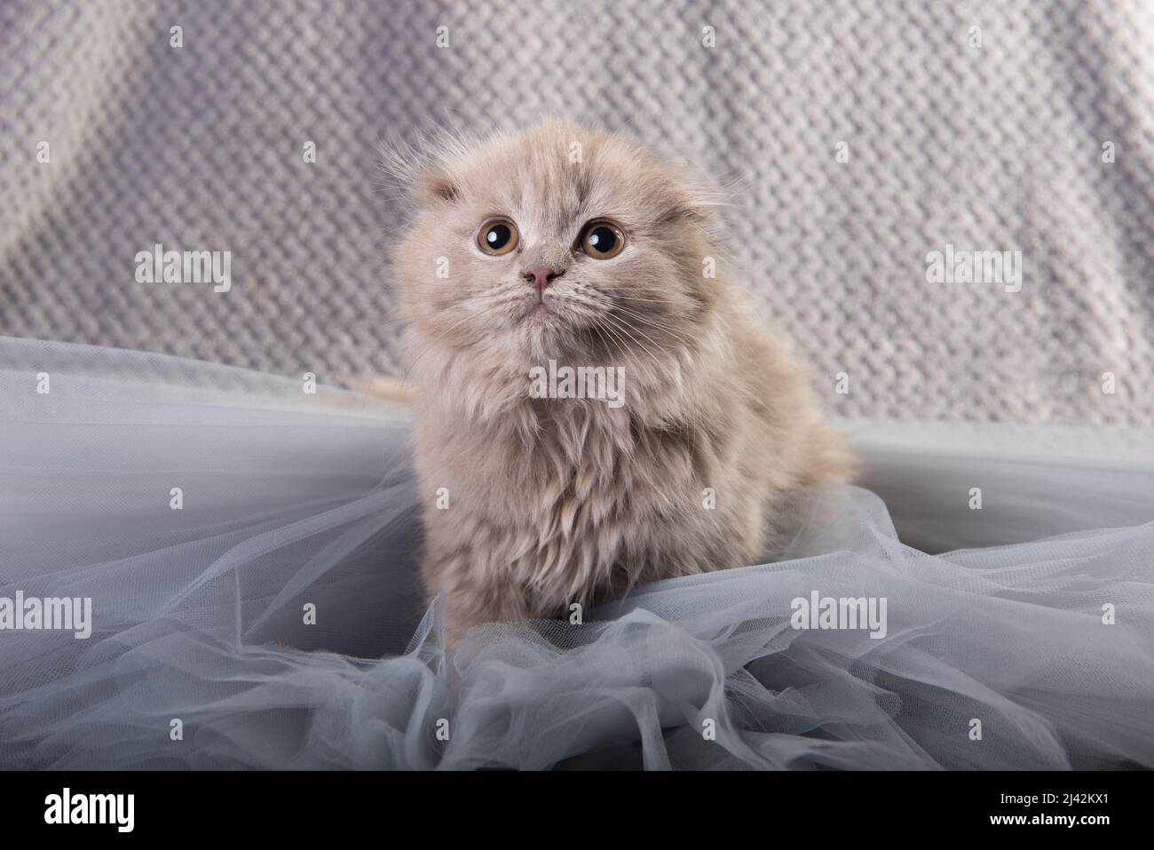 Scottish fold Highland fold kitten gray fluffy cat Stock Photo - Alamy