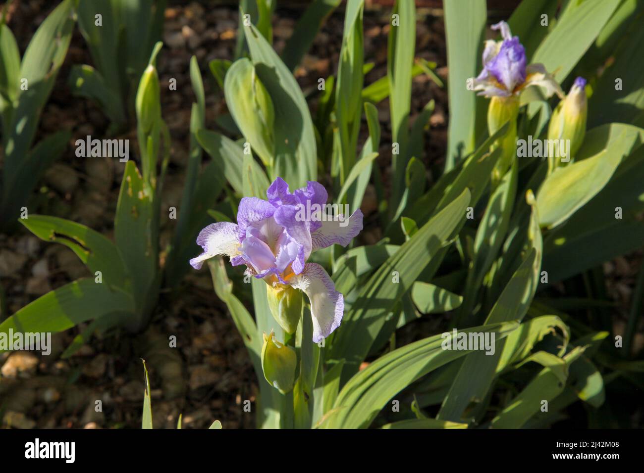Iris 'Rhapsody' (Reticulata) at RHS Garden Wisley, Surrey, England, UK, 2022 April Stock Photo ...