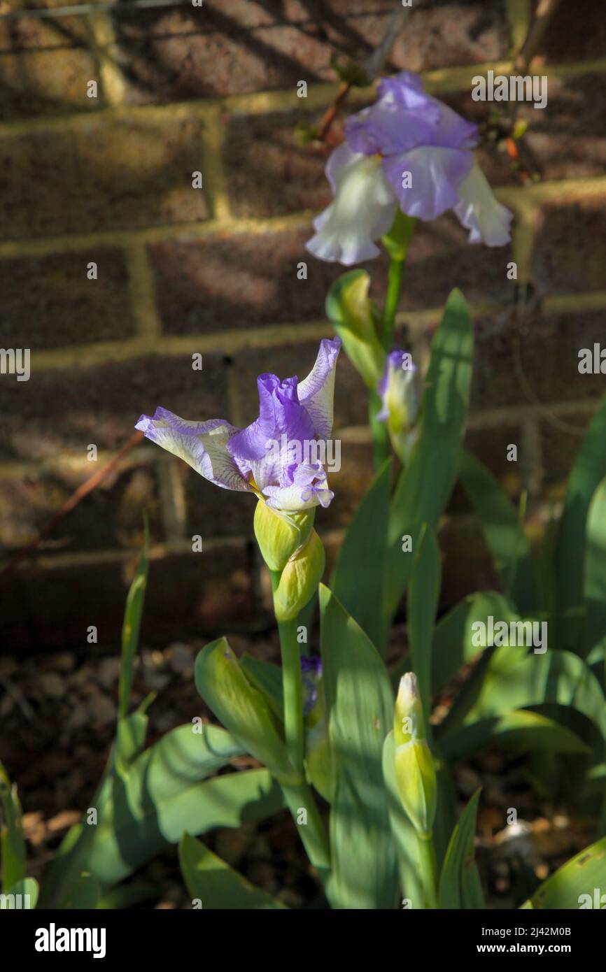 Iris 'Rhapsody' (Reticulata) at RHS Garden Wisley, Surrey, England, UK, 2022 April Stock Photo ...
