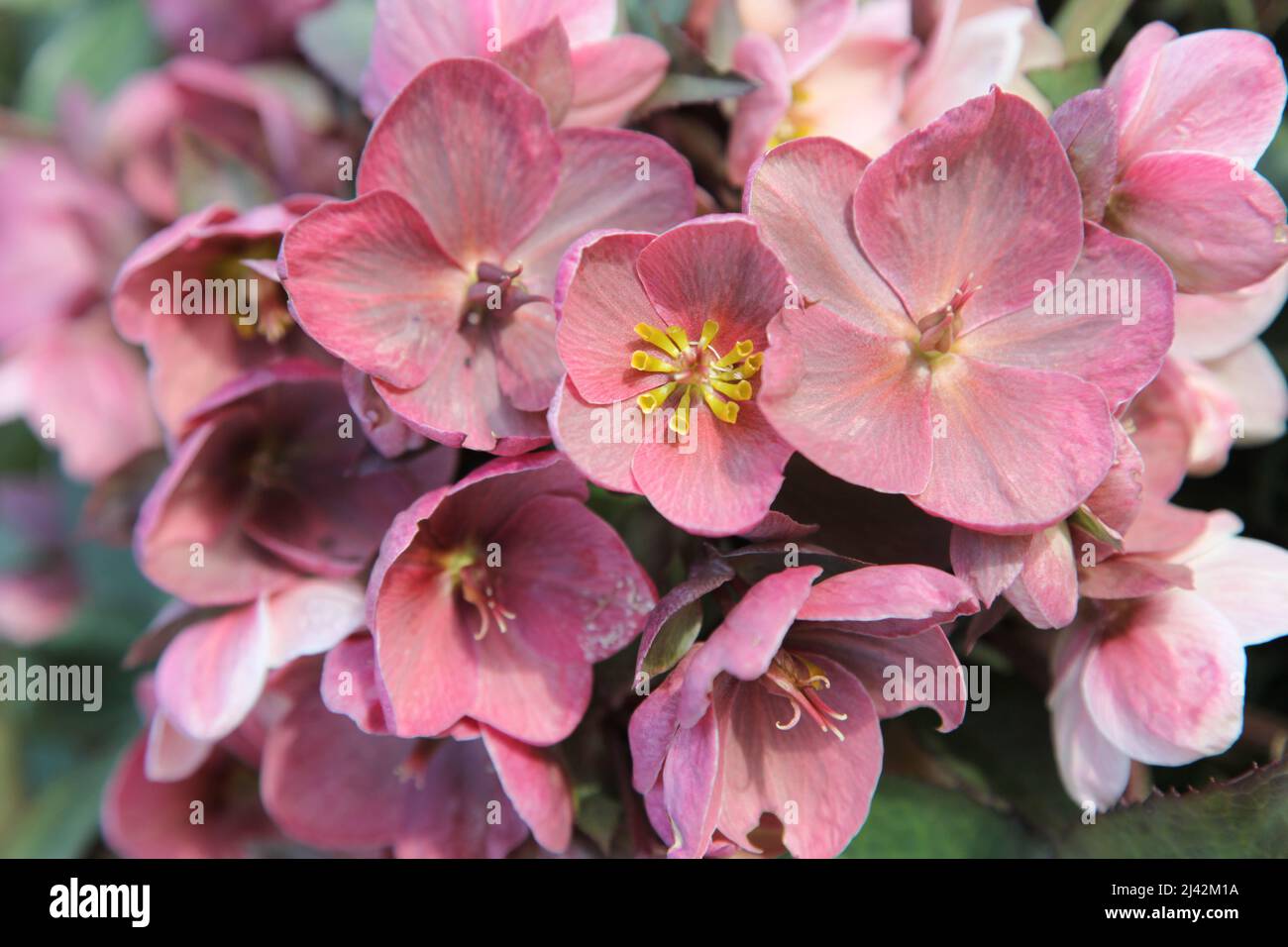 Helleborus x ericsmithii 'Pink Frost' at RHS Garden Wisley, Surrey ...