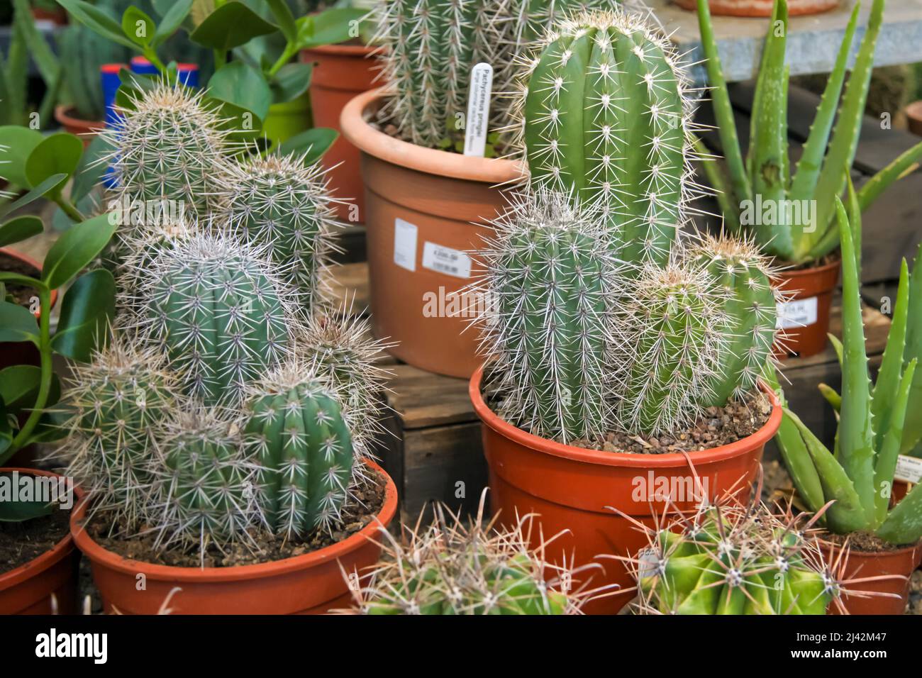 Cacti in pots for sale at RHS Wisley Garden centre, Surrey, England, UK ...