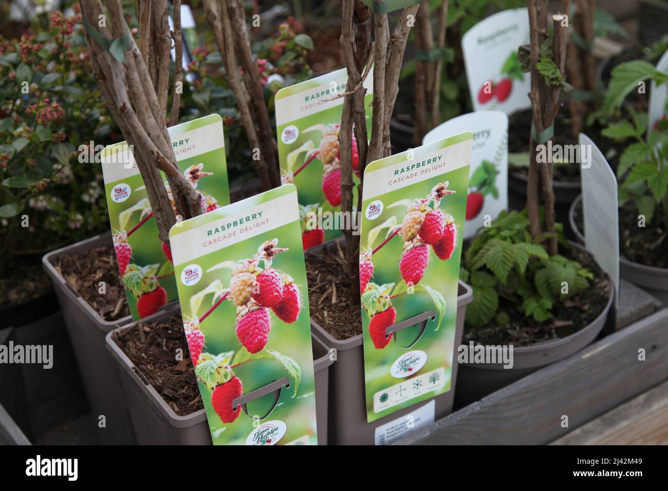 Raspberry bushes for sale at RHS Wisley Garden centre, Surrey, England ...