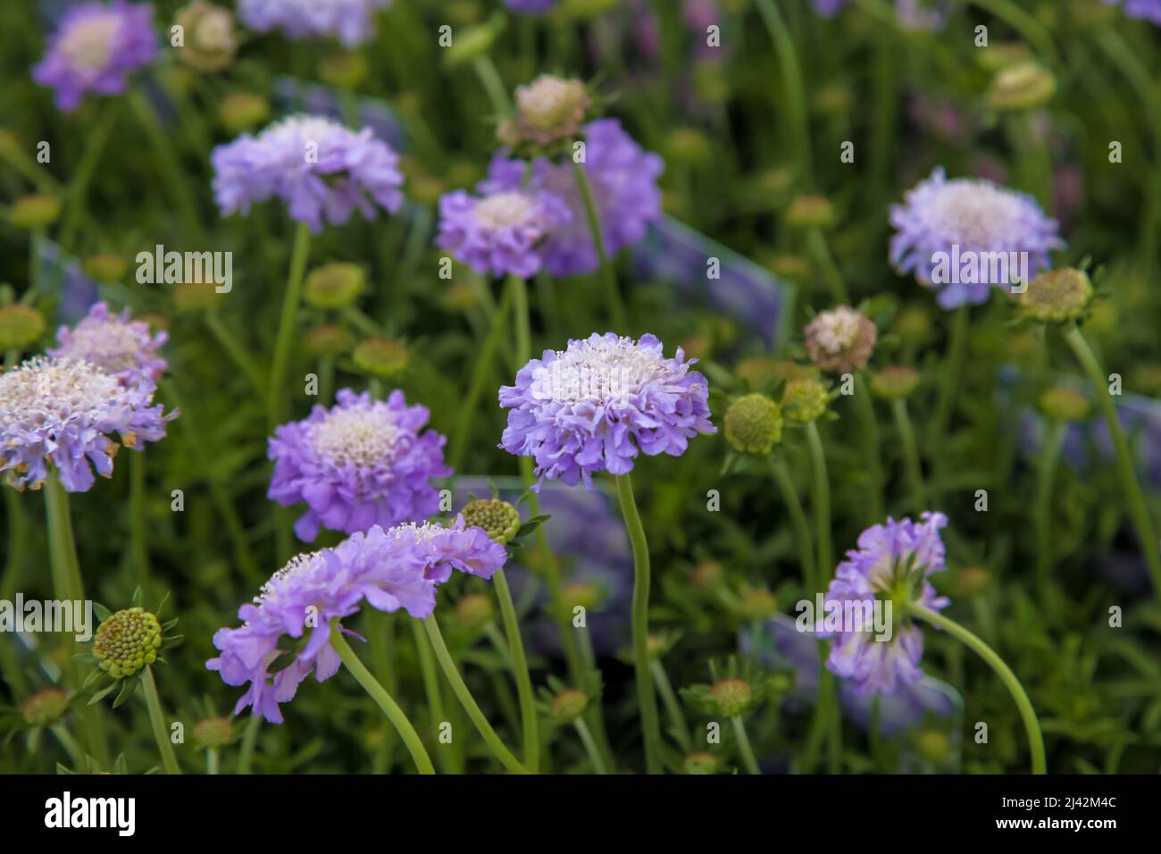 Blue scabiosa in blossom hi-res stock photography and images - Alamy
