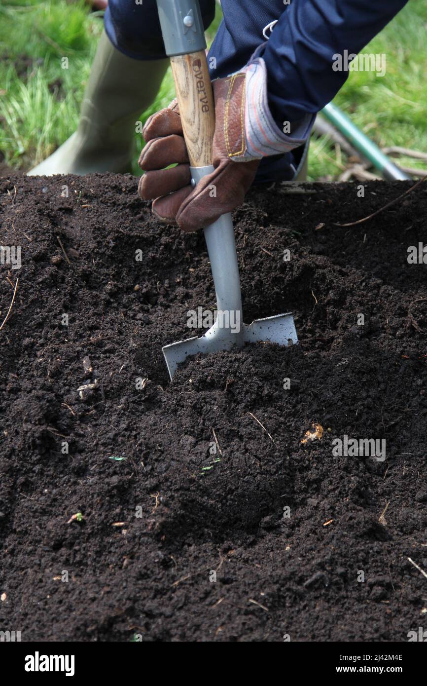 A young child digging in compost and top soil on the allotment ready ...