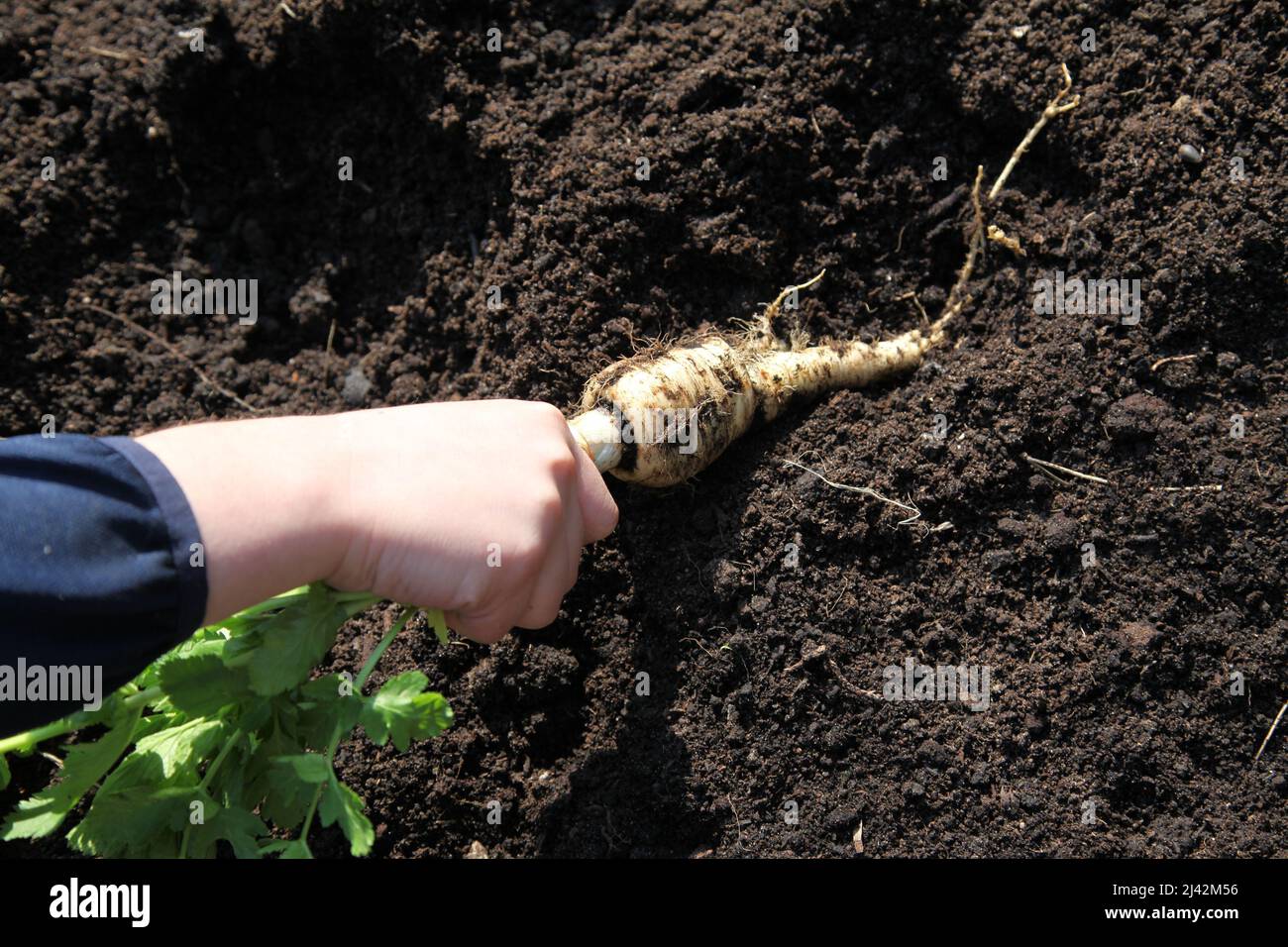 Child's hand pulling out a home grown Gladiator parsnip from the ground ...