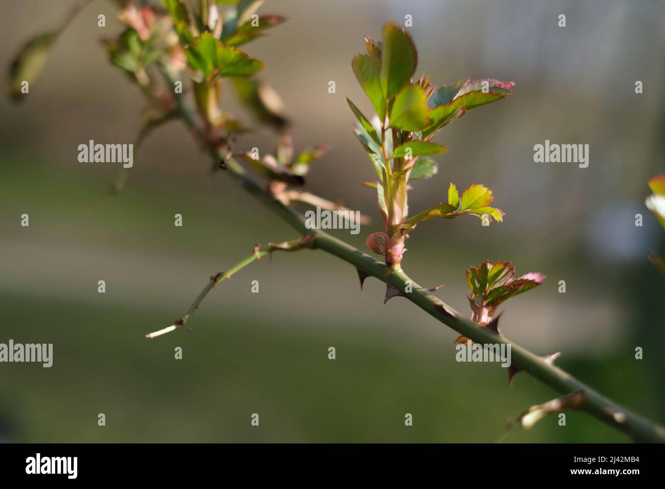 fresh shoots grow on a thorny branch Stock Photo - Alamy