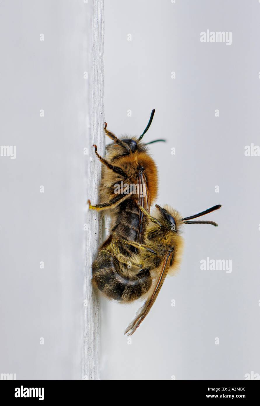 two bees mating on a white house wall Stock Photo - Alamy