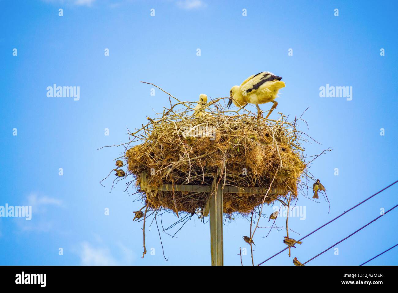 Two babies white storks in the nest with a lot of Spanish sparrows ...