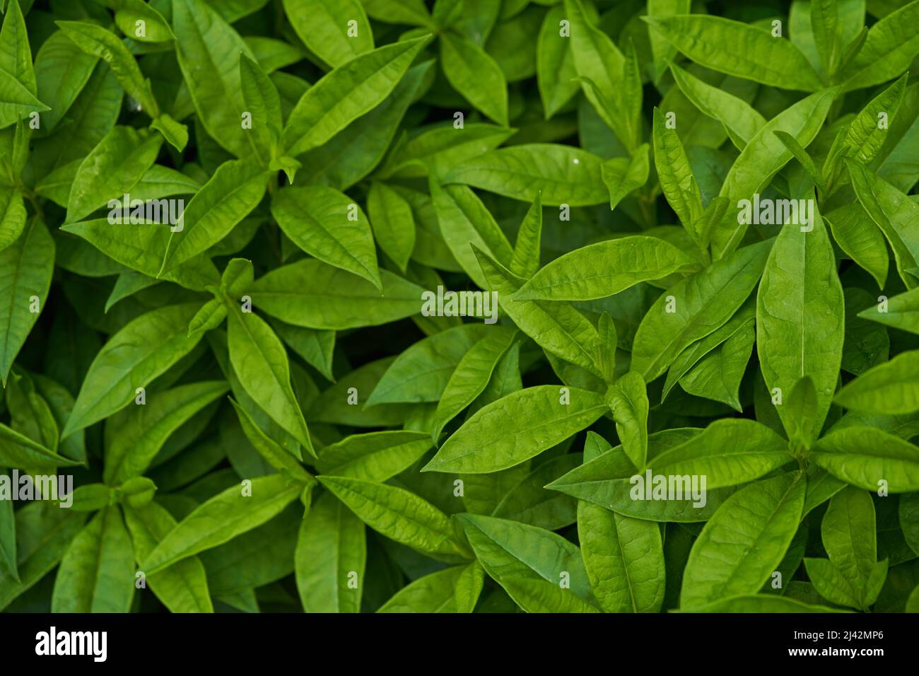 Phlox leaves are green in close-up. Background leaves, leaf texture ...