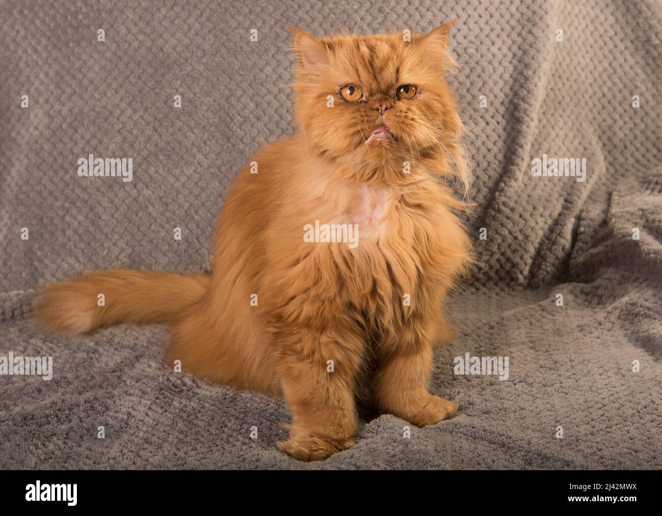 Red persian cat hi-res stock photography and images - Alamy
