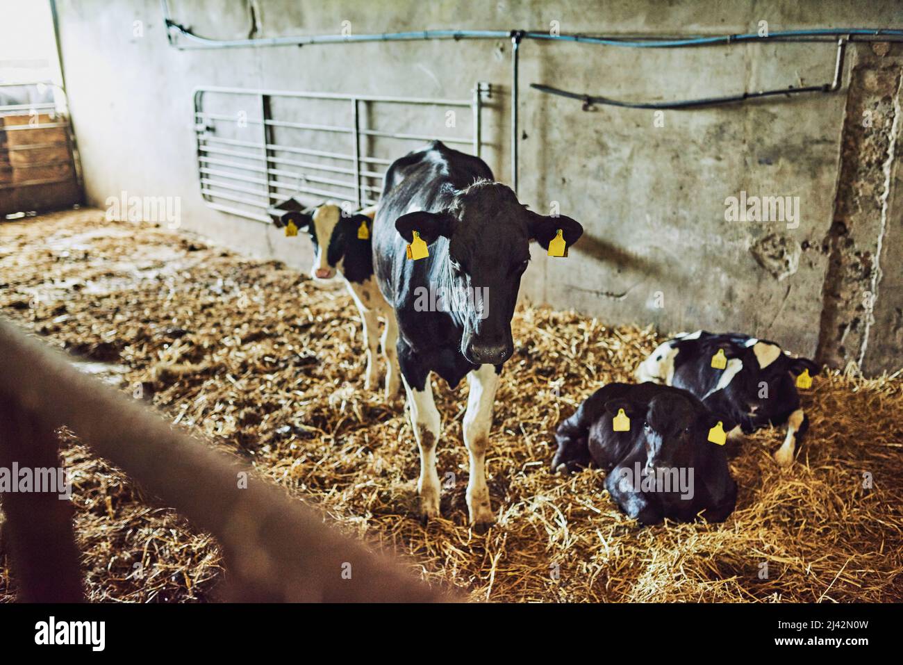 These cows are well-looked after. High angle shot of two calves inside ...