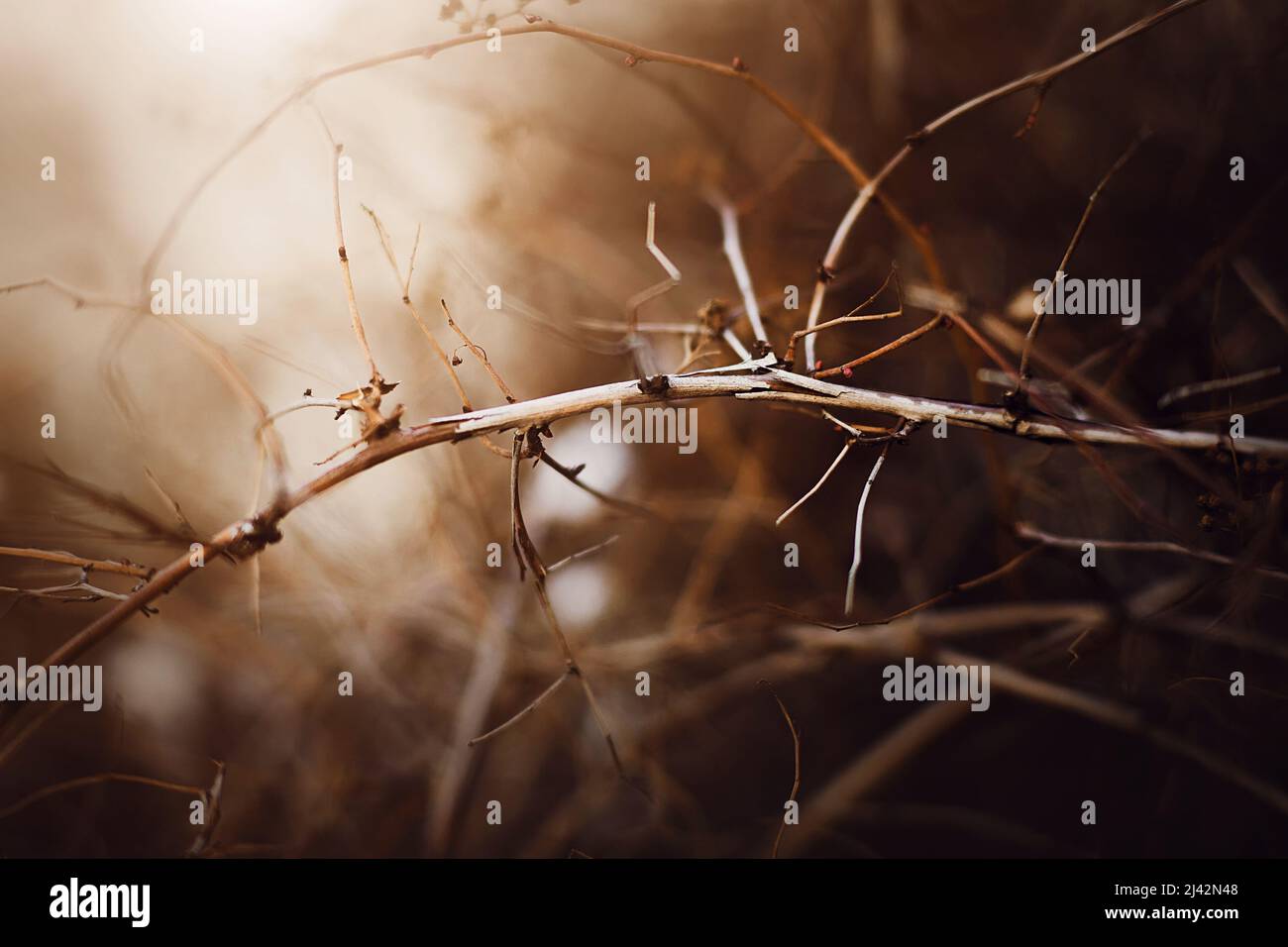 Thin old broken branches of a bush in the dark autumn time in the ...