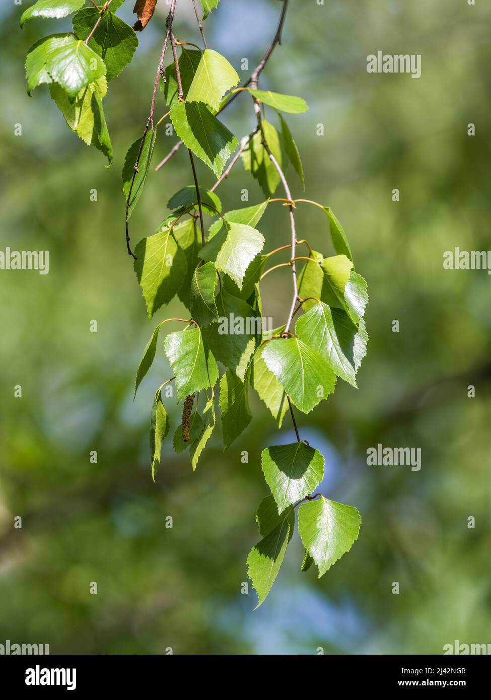 Birch branches with fresh green leaves and seeds. The branch of a birch ...