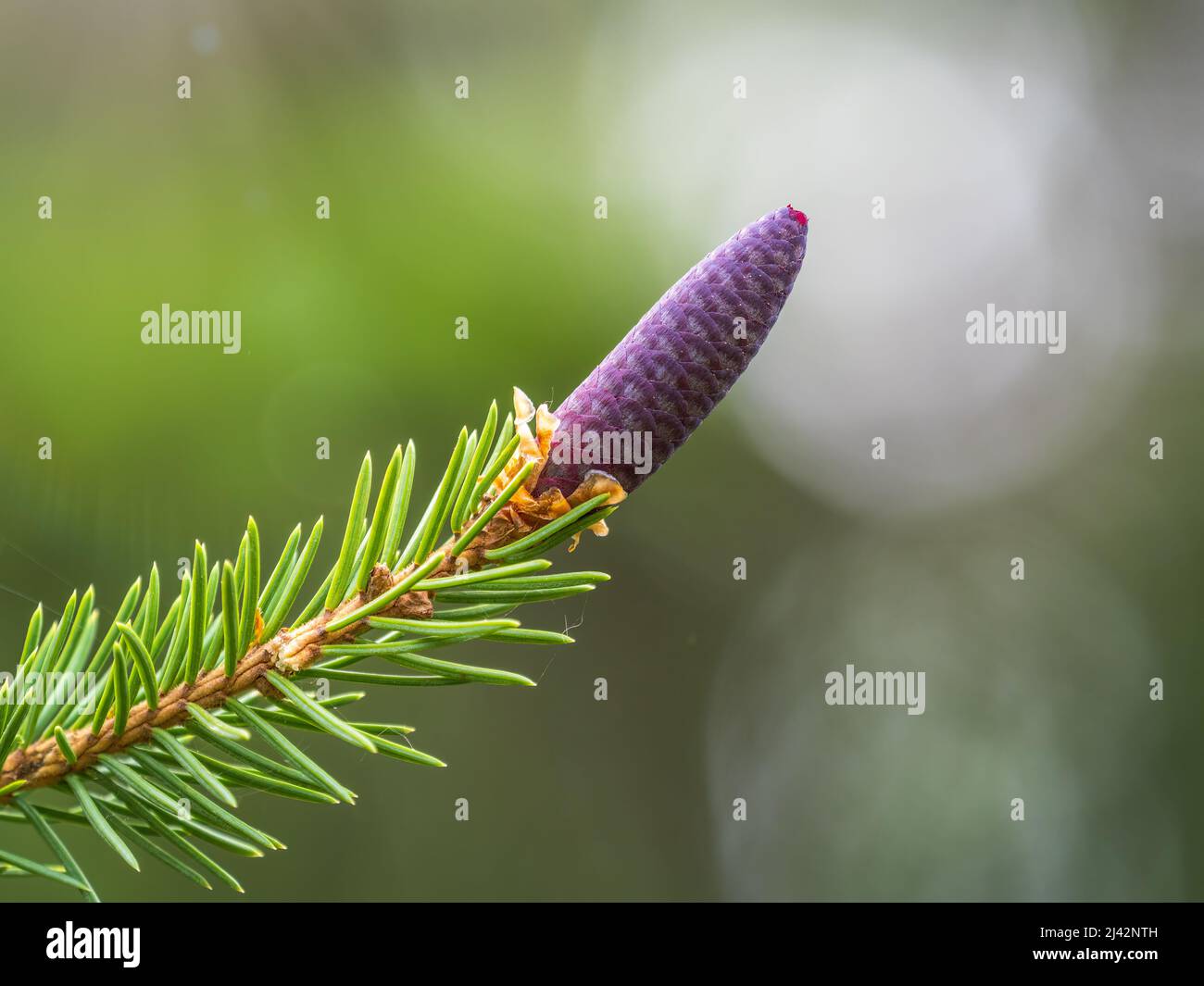 A young female cone of ordinary spruce, it is pink and its scales ...