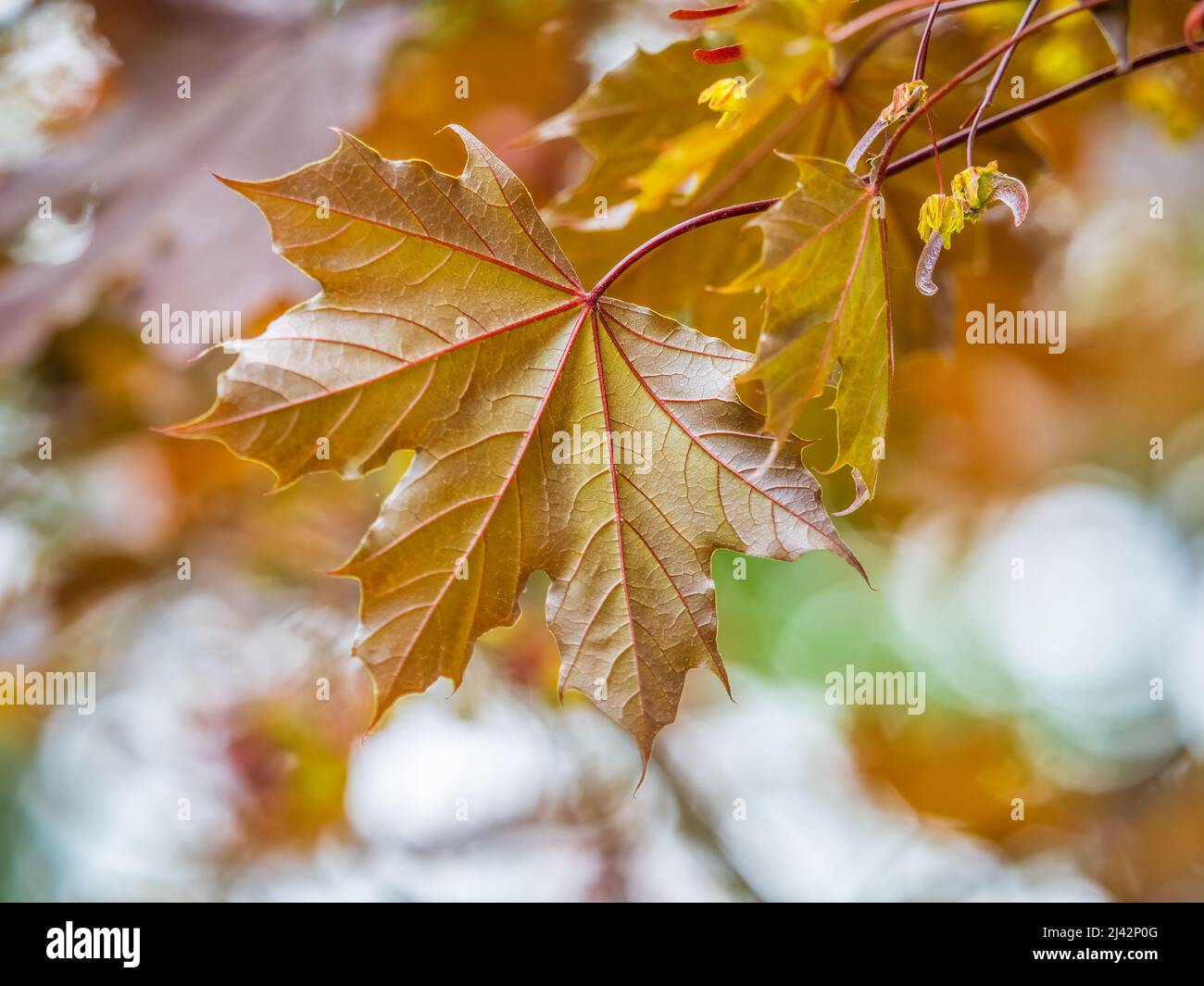 Tree branch with dark red leaves, Acer platanoides, the Norway maple ...