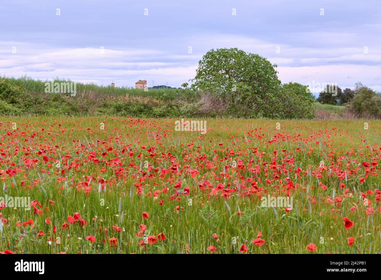 Spain rural wildflowers hi-res stock photography and images - Alamy
